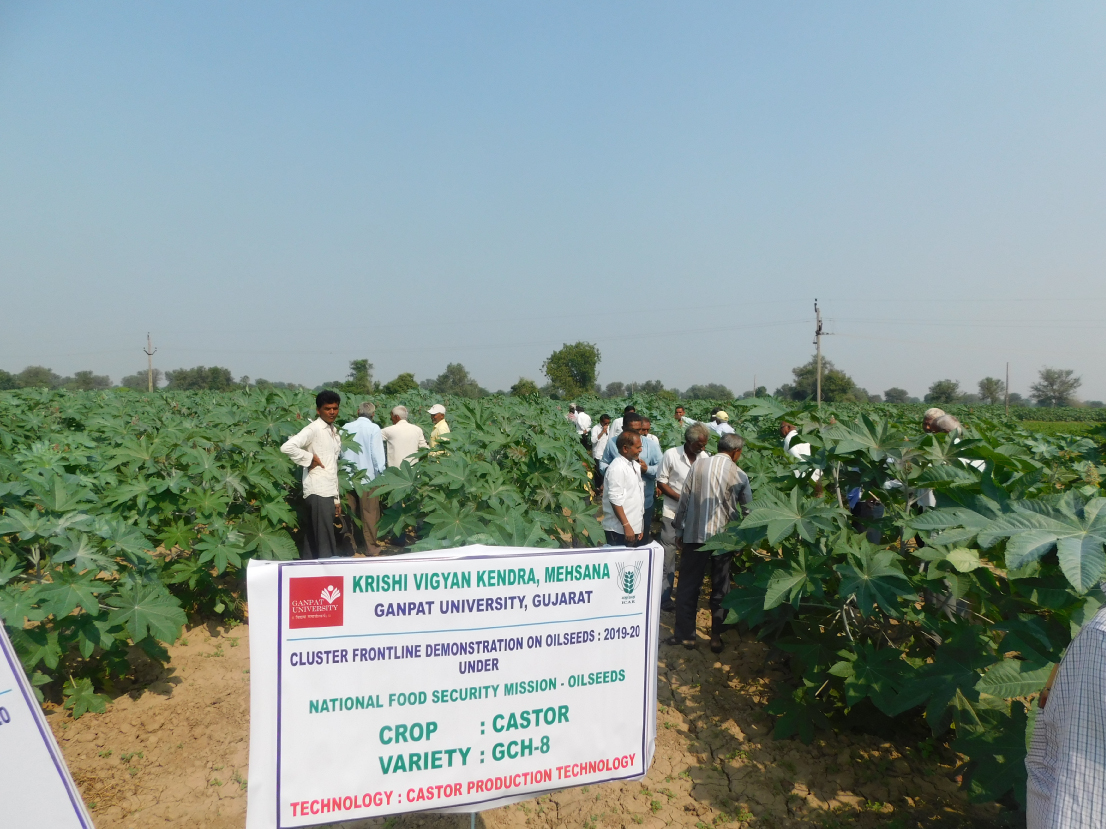 Cluster Frontline Demonstration (FLDs) – KVK Mehsana