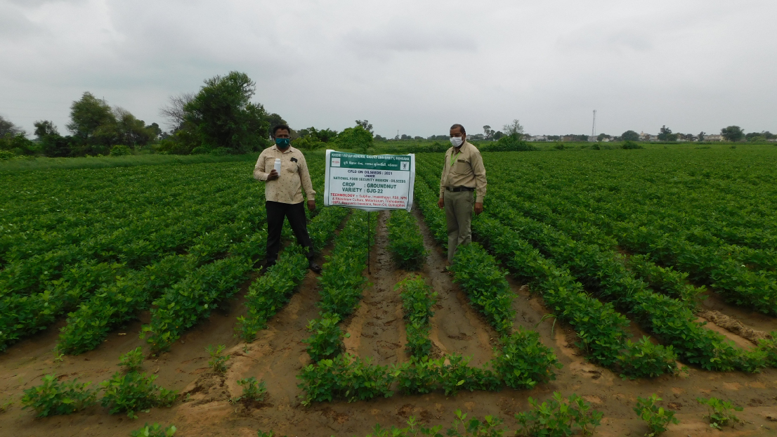 Cluster Frontline Demonstration (FLDs) – KVK Mehsana